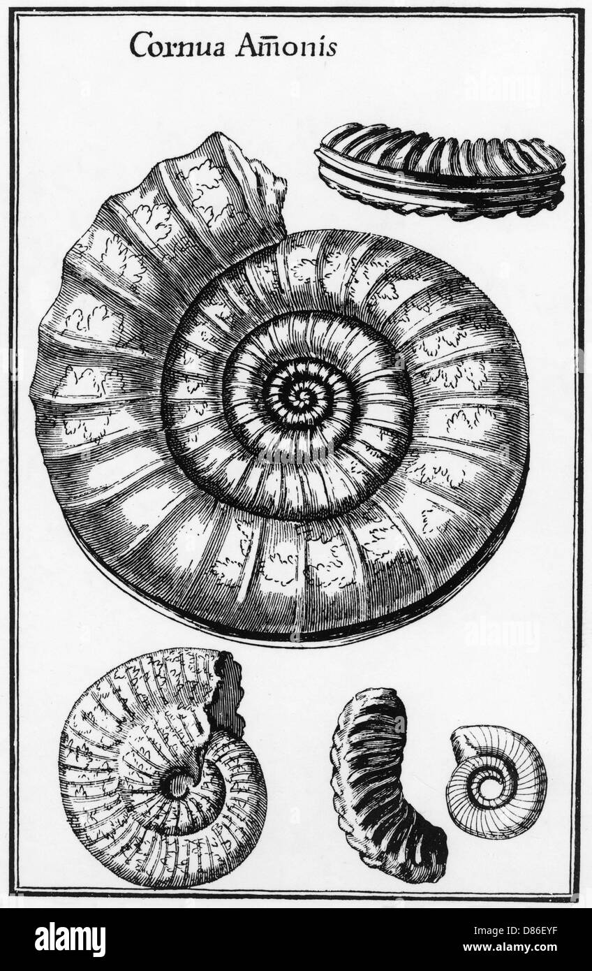 Fossil ammonite Black and White Stock Photos & Images - Alamy