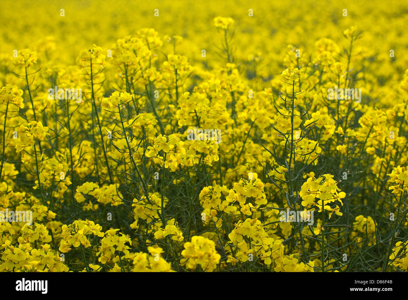 A photograph of the yellow flowers of oilseed rape showing the ...