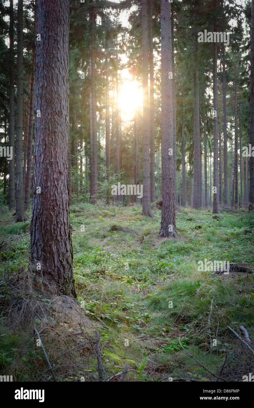 Forrest sunset hi-res stock photography and images - Alamy