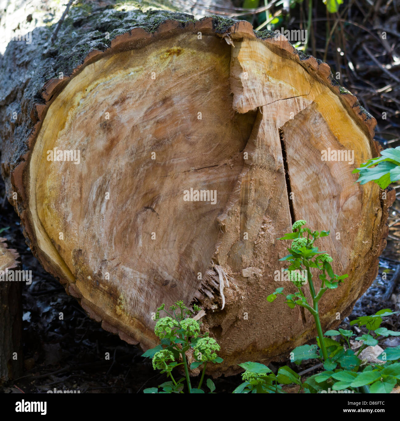 Rough sawed wood hi-res stock photography and images - Alamy