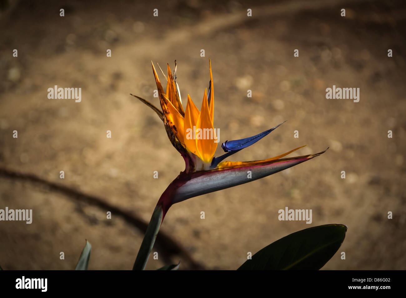 Strelitzia beautiful plant with blue pistil Stock Photo - Alamy