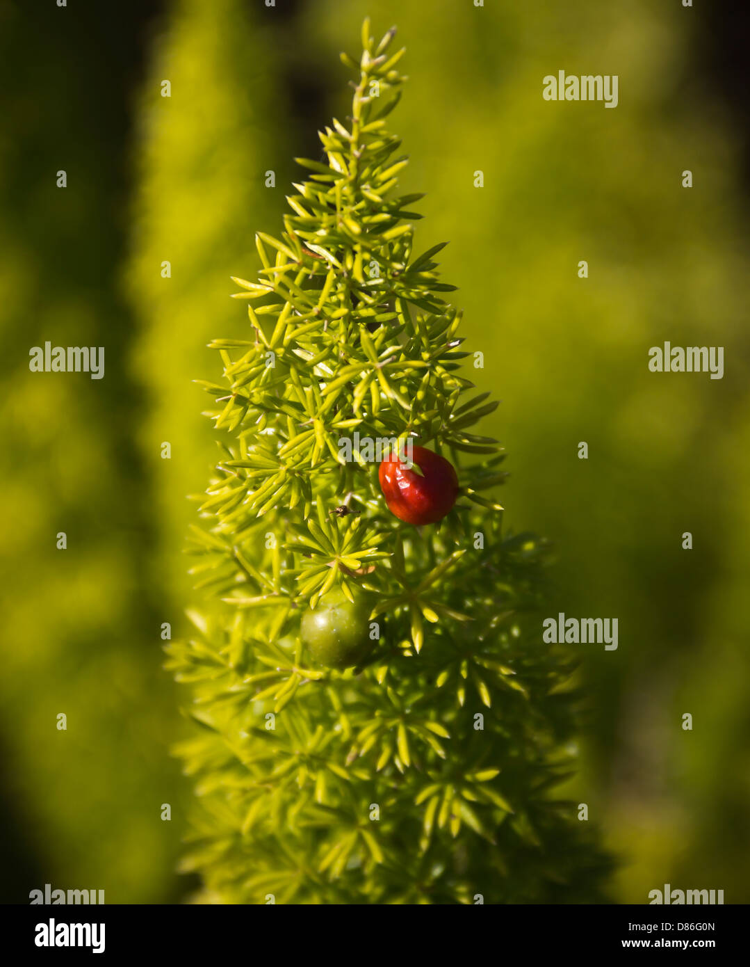 green plant with red berries Stock Photo - Alamy