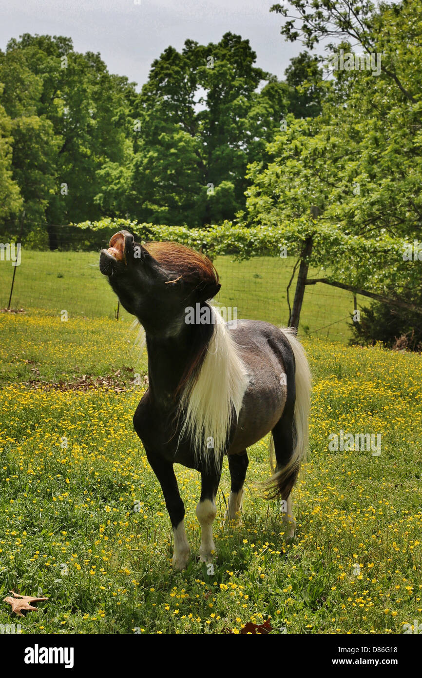 A miniature horse making a funny face Stock Photo - Alamy