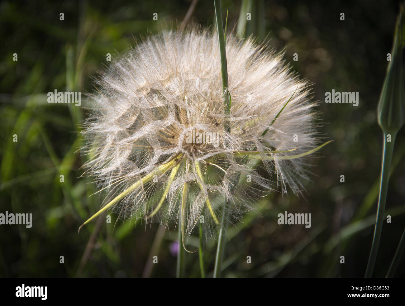 Picture of dandelion hi-res stock photography and images - Alamy