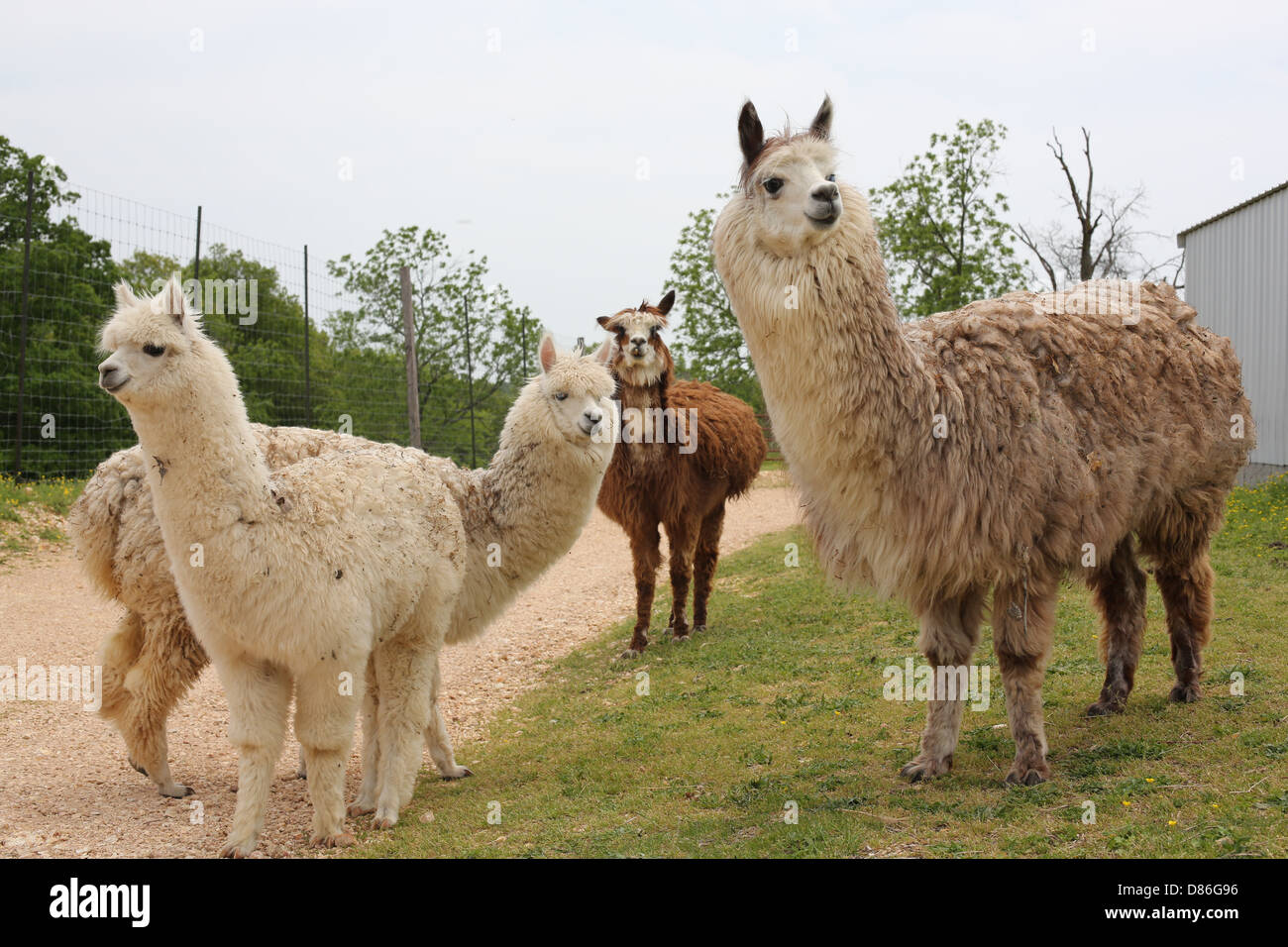 A small group of Alpacas Stock Photo - Alamy