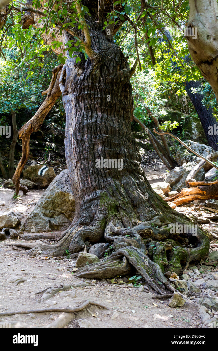 Giant tree with big roots Stock Photo - Alamy