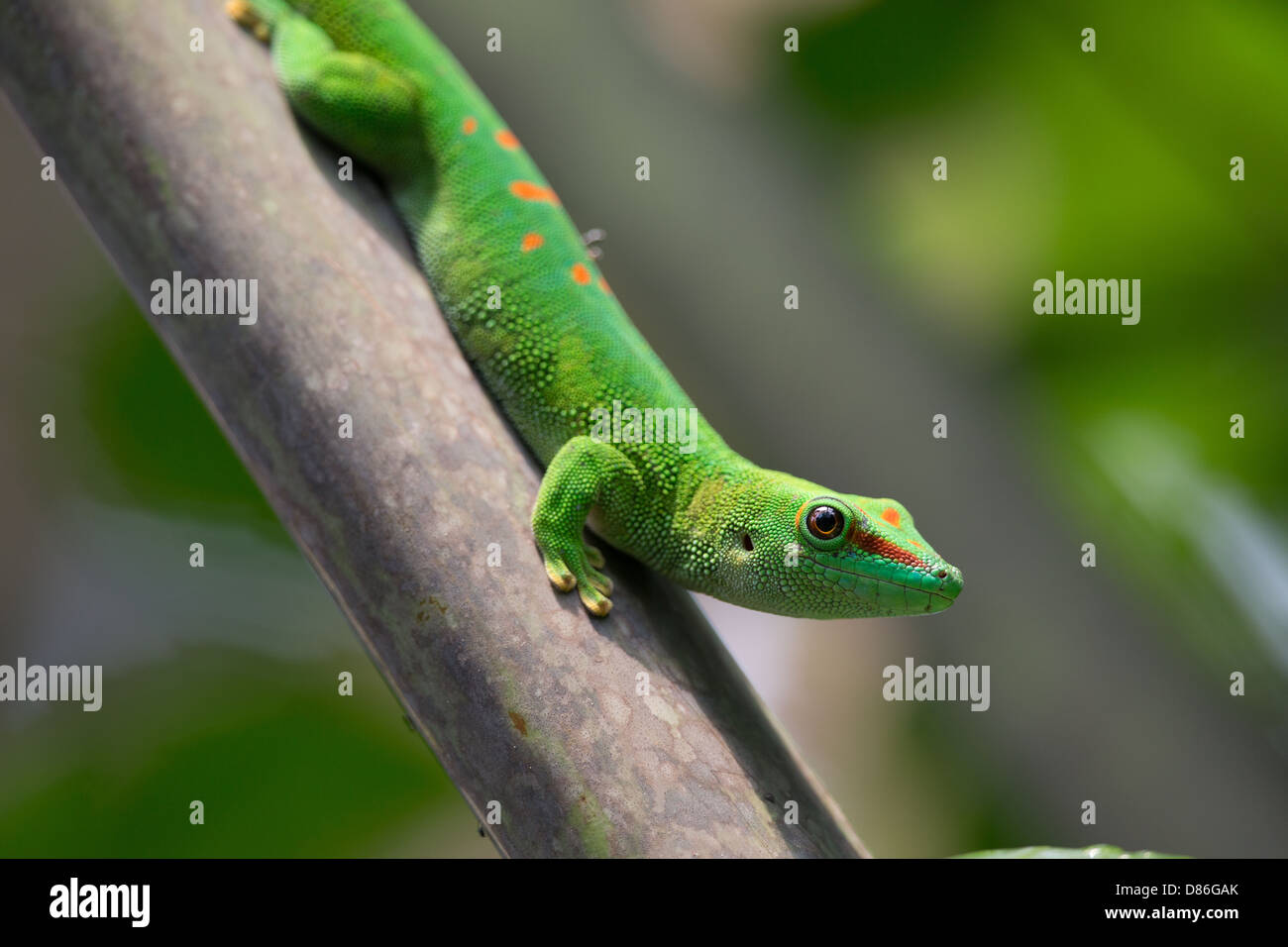 Green gecko from Madagaskar Stock Photo - Alamy