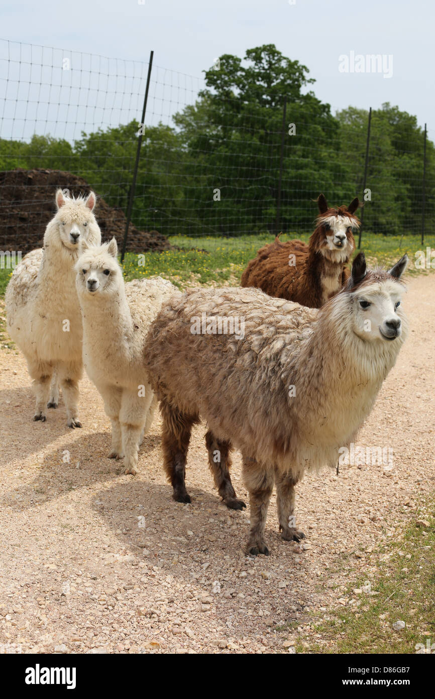 A small group of Alpaca standing in a road Stock Photo - Alamy