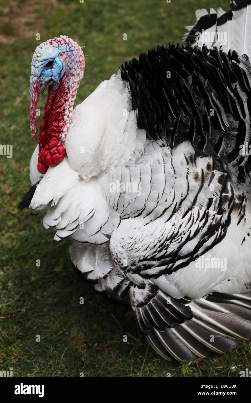 A colorful turkey Stock Photo - Alamy
