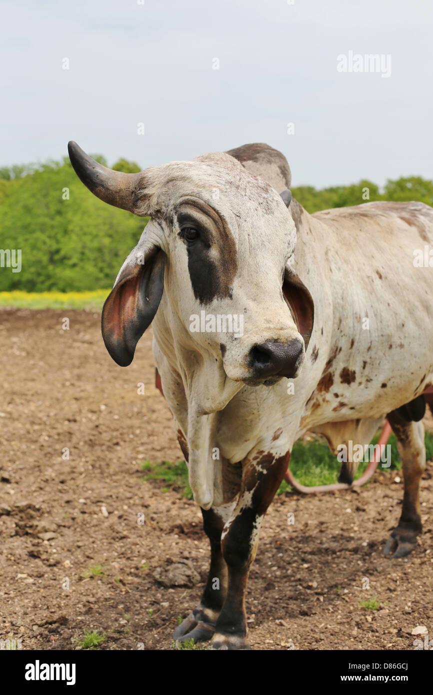 Brahman High Resolution Stock Photography and Images - Alamy