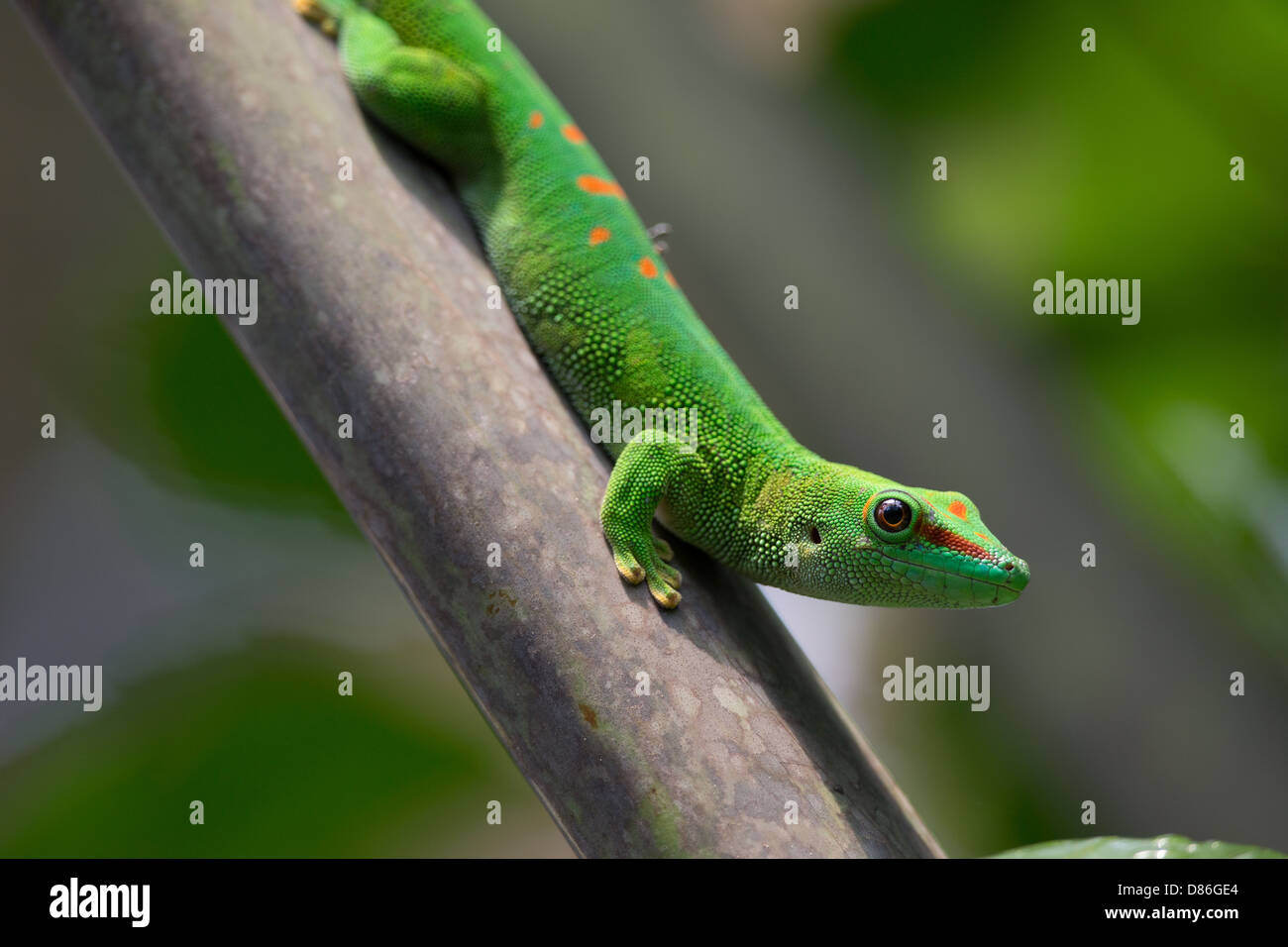 Green gecko from Madagaskar Stock Photo - Alamy