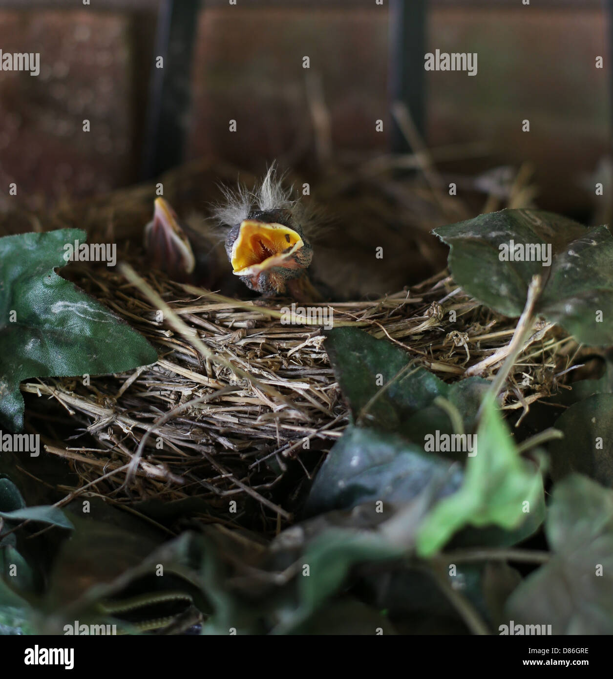 Baby birds open beaks hi-res stock photography and images - Alamy