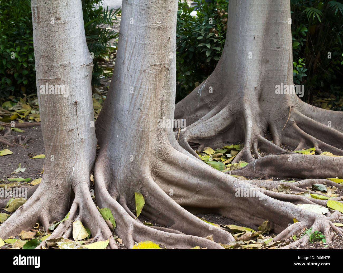 Twisted tree roots hi-res stock photography and images - Alamy