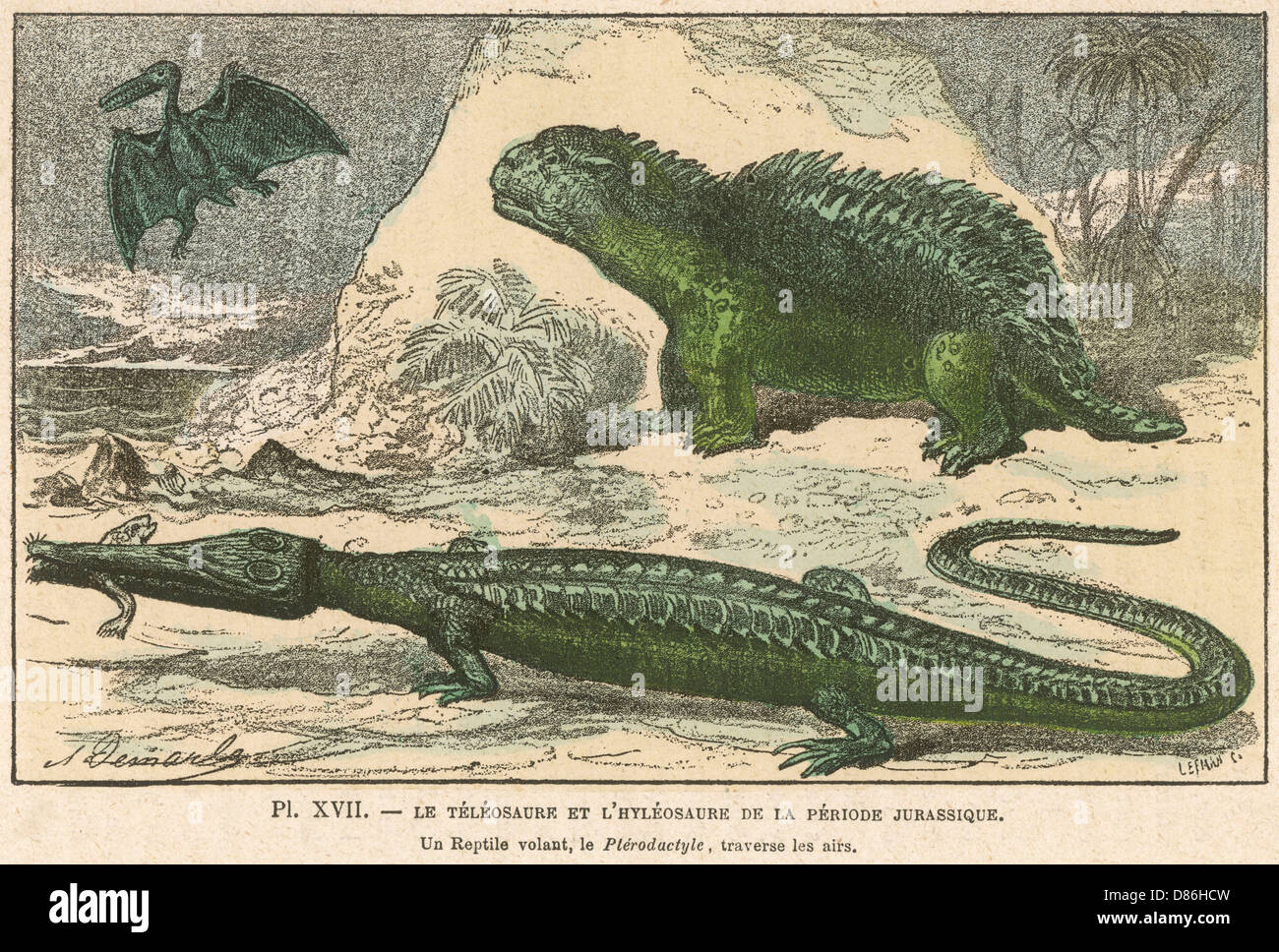 Dinosaur teleosaurus hi-res stock photography and images - Alamy