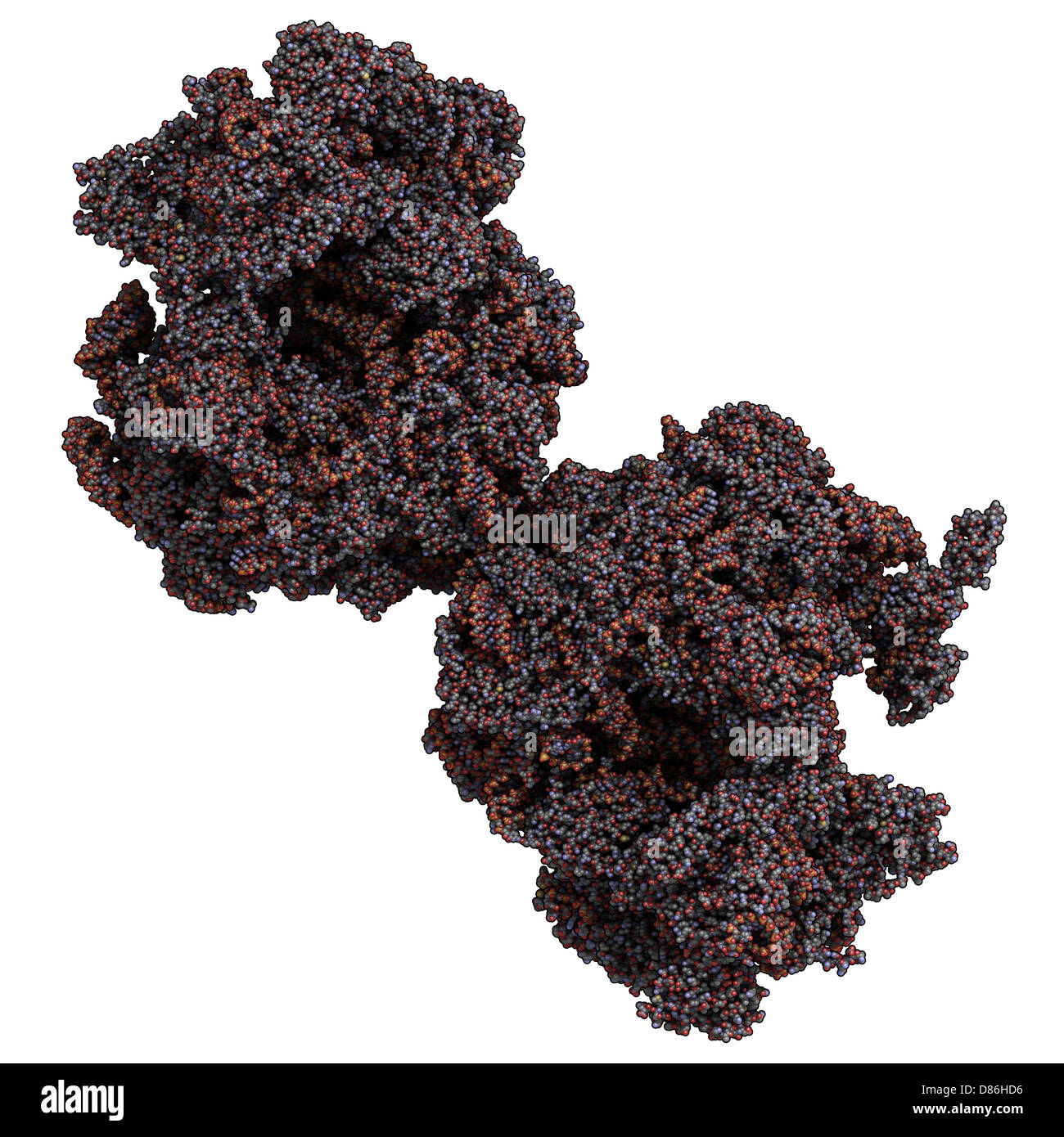 Eukaryotic ribosome 80s from yeast hi-res stock photography and images ...