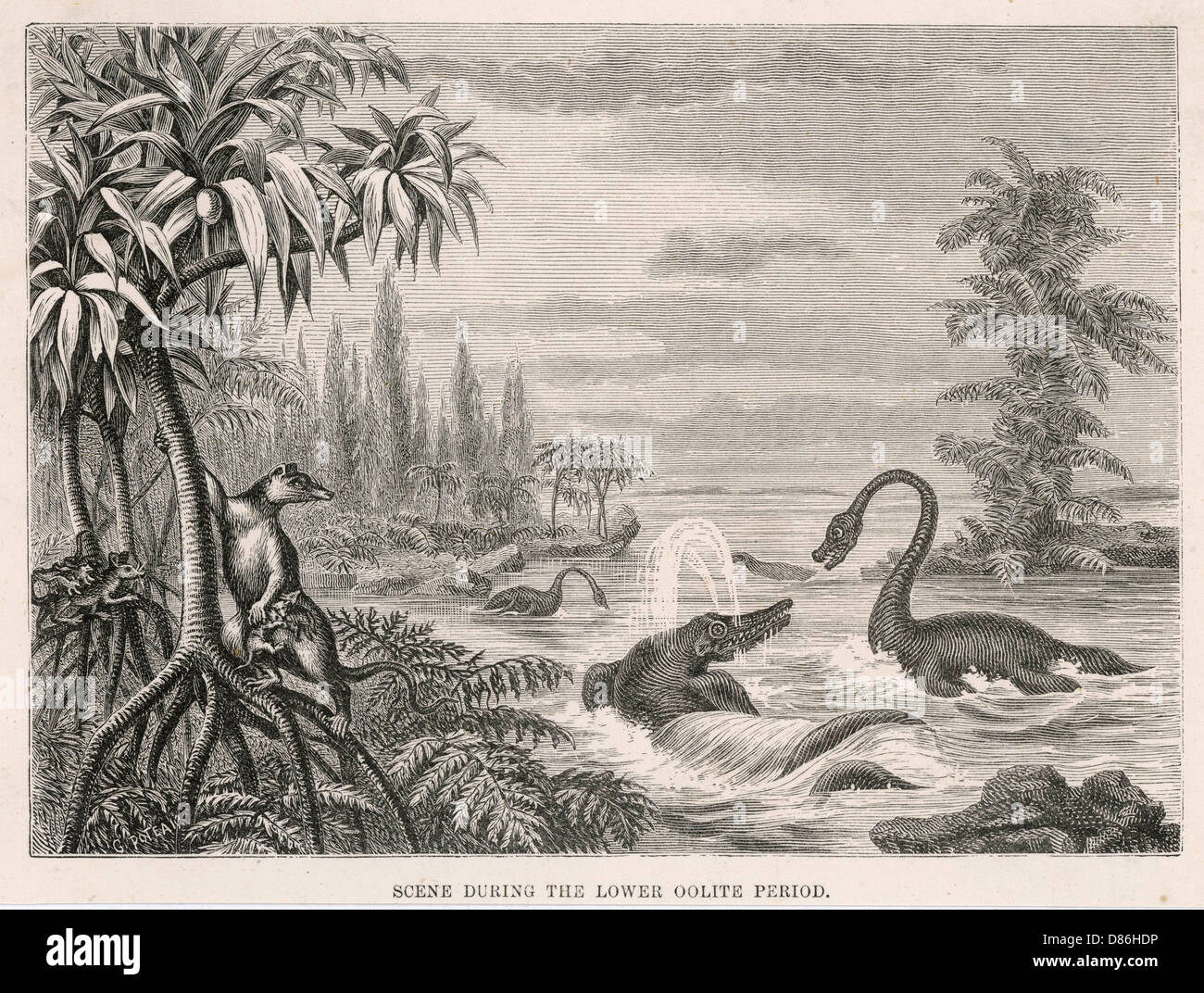 Plesiosaur hi-res stock photography and images - Alamy