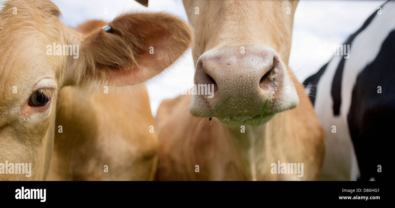 closeup of a young calf / cows nose, showing droplets of water focus ...