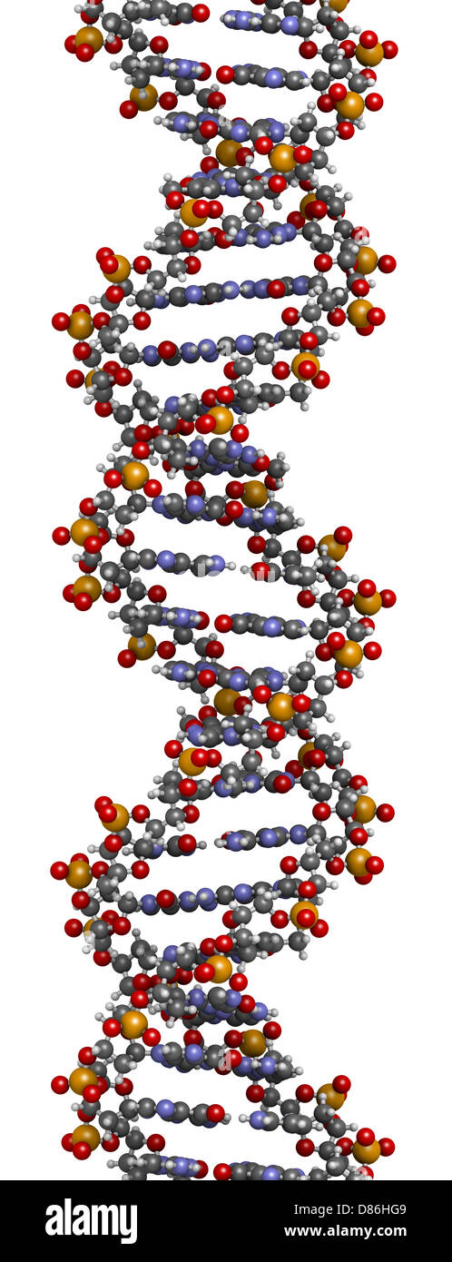 B form dna hi-res stock photography and images - Alamy