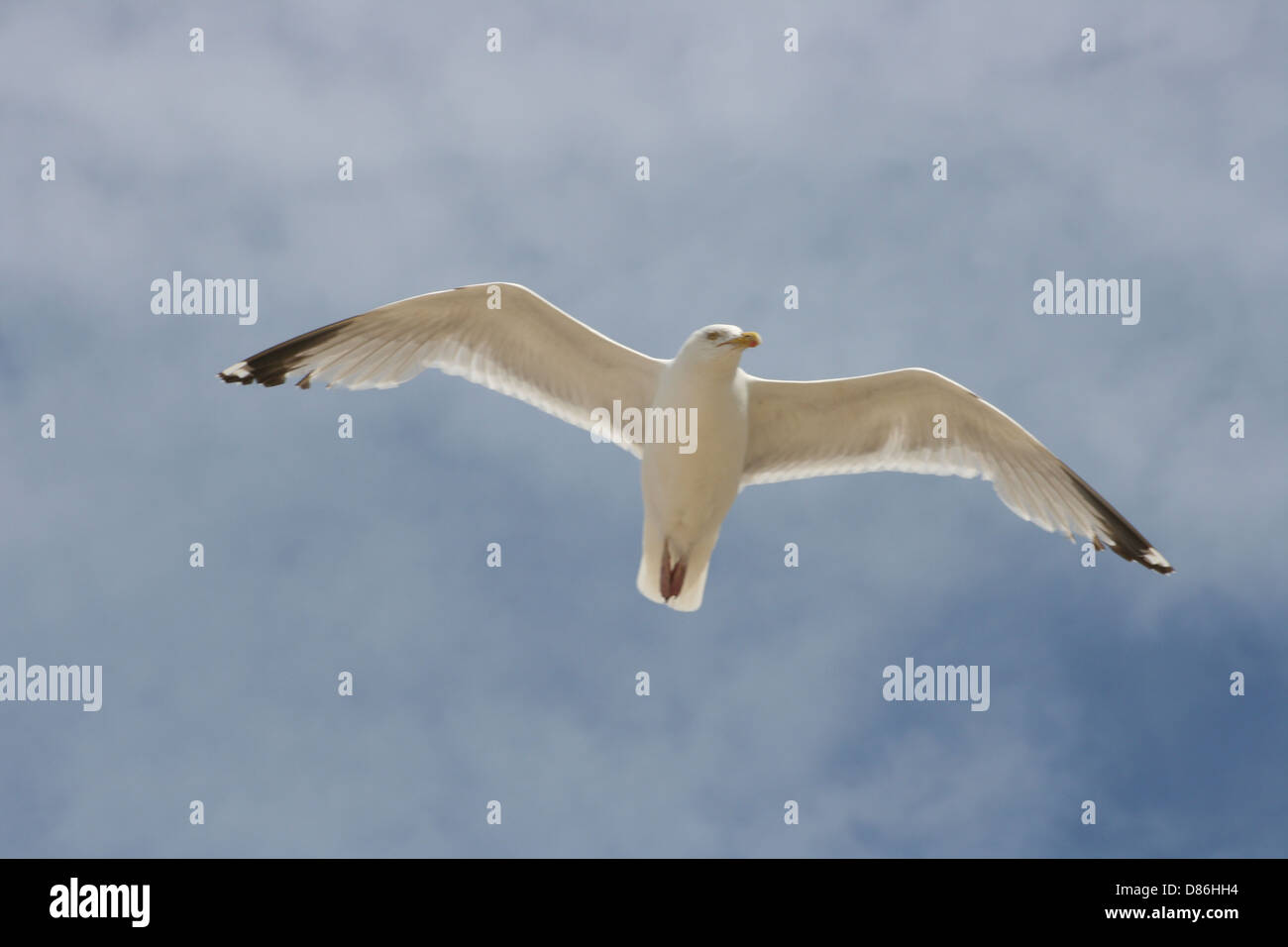 a flying gull Stock Photo - Alamy