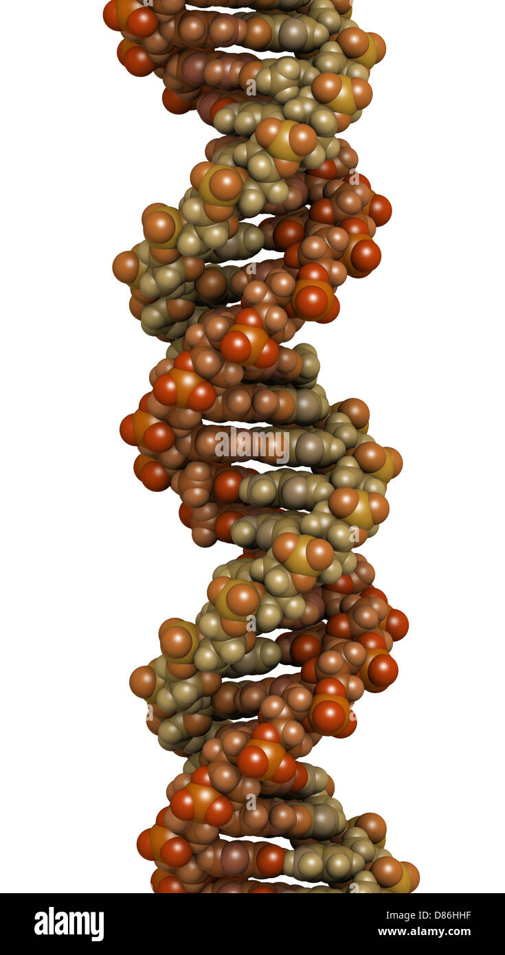 B form dna hi-res stock photography and images - Alamy