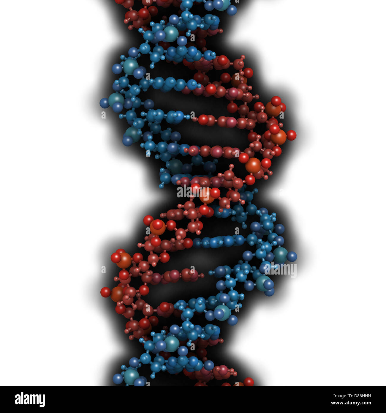 DNA structure. Computer model of part of the gene for human growth ...