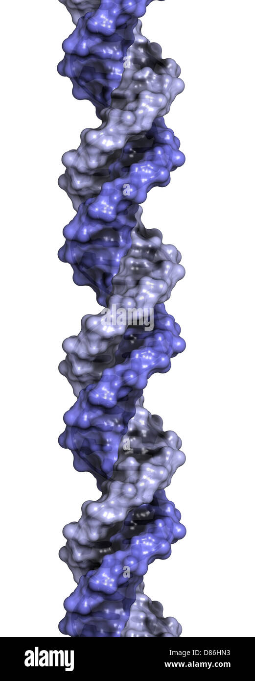 DNA structure. Computer model of part of the gene for human growth ...