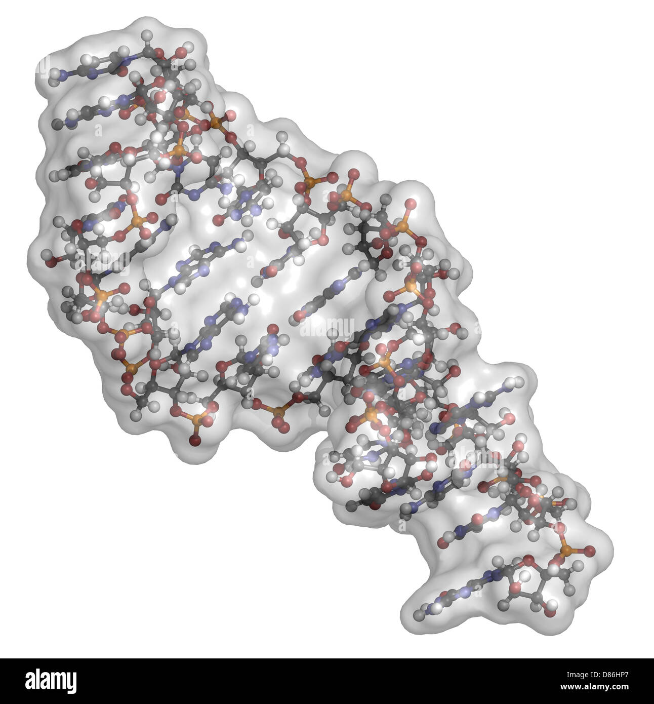 Micro RNA (miRNA, hsa-miR-133a) structure, computer model. MiRNA is non ...