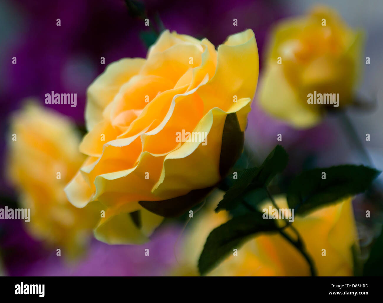 yellow rose close-up focus on foreground Stock Photo - Alamy