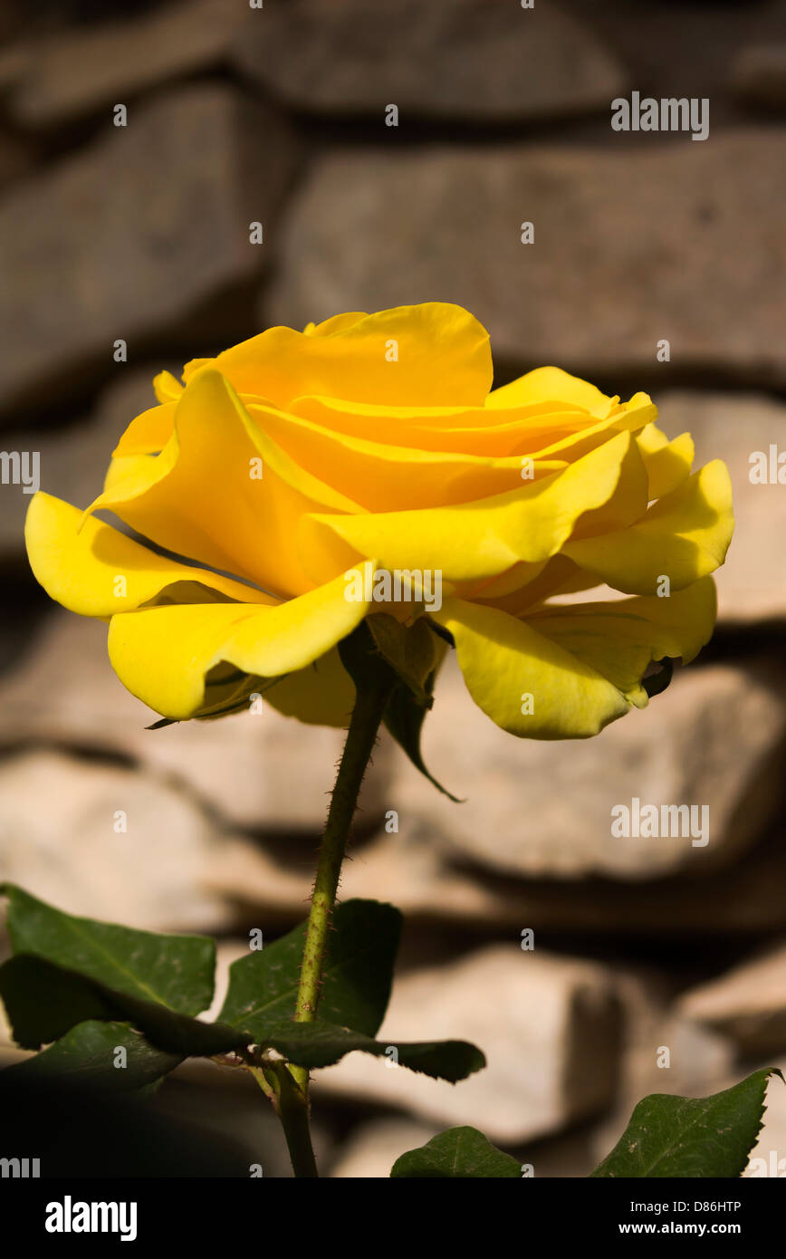 yellow rose close-up focus on foreground Stock Photo - Alamy