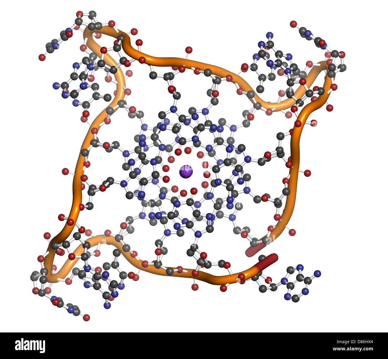 Telomere: structure of human telomeric DNA. Atoms are represented as ...