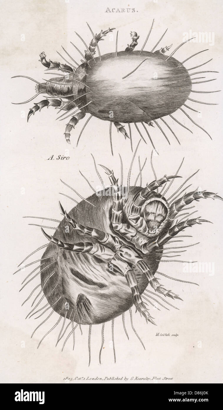 Cheese mites hi-res stock photography and images - Alamy