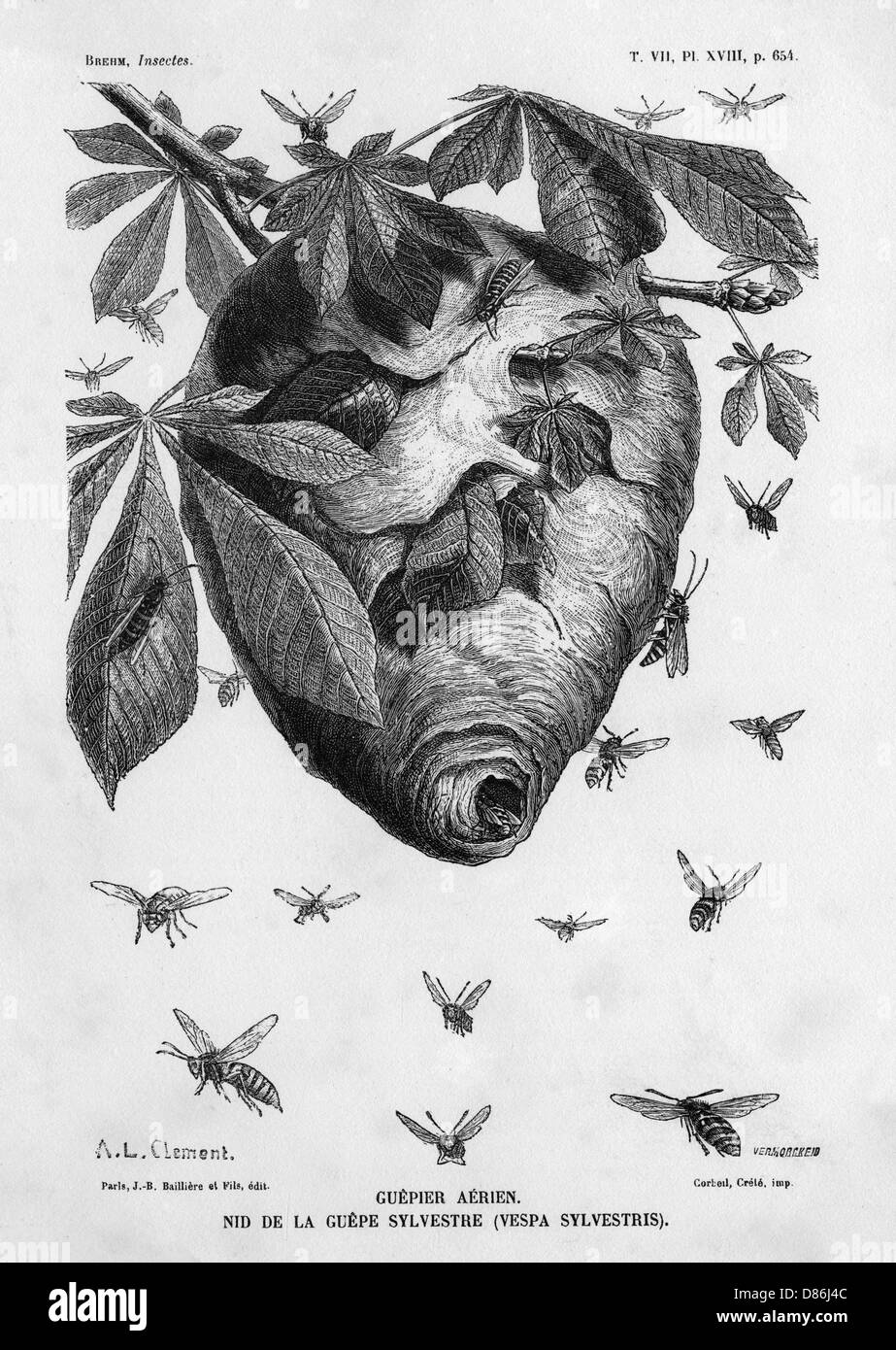 Wasp nest Black and White Stock Photos & Images - Alamy