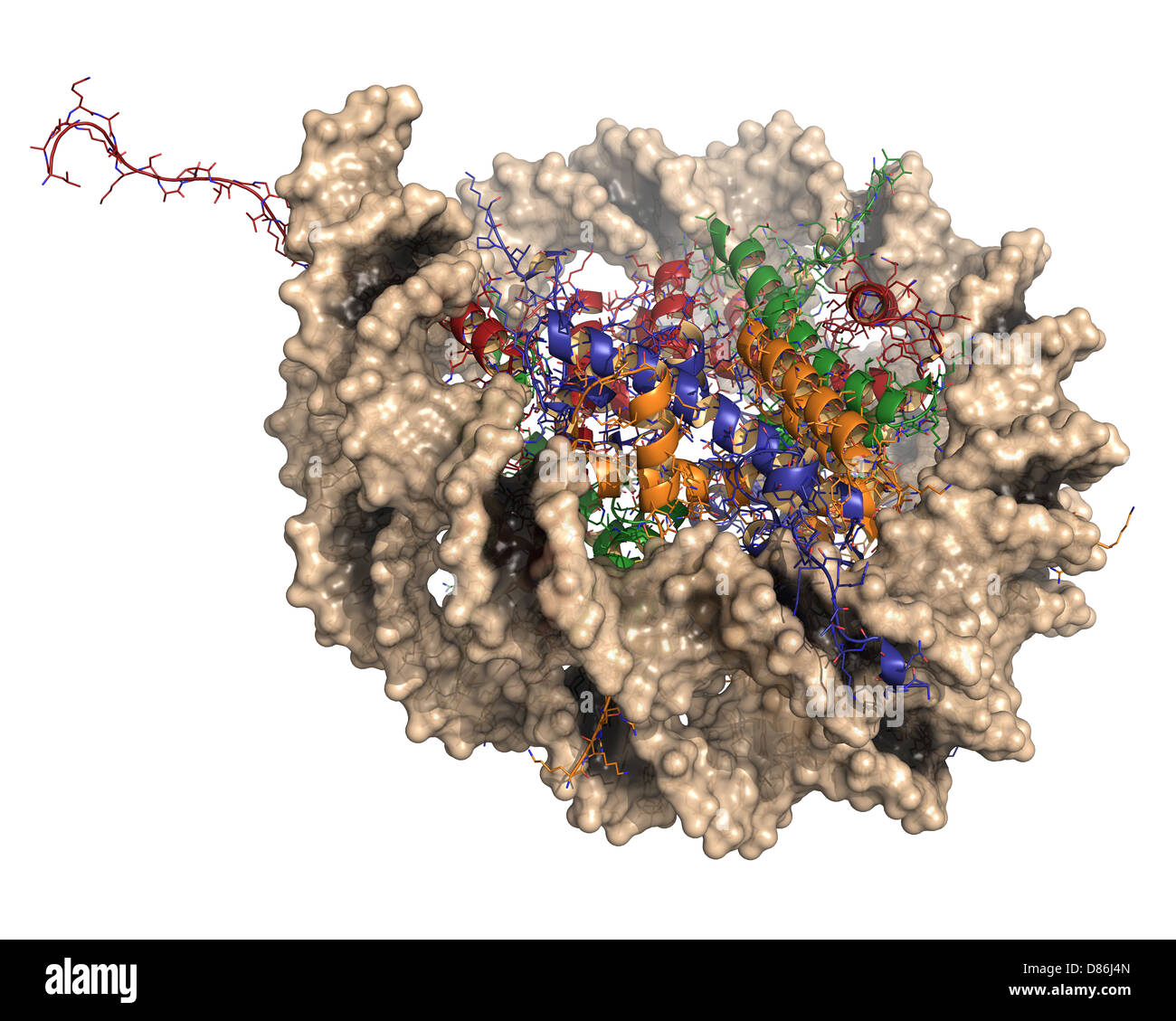 Nucleosome, molecular model. The nucleosome consists of a DNA double ...