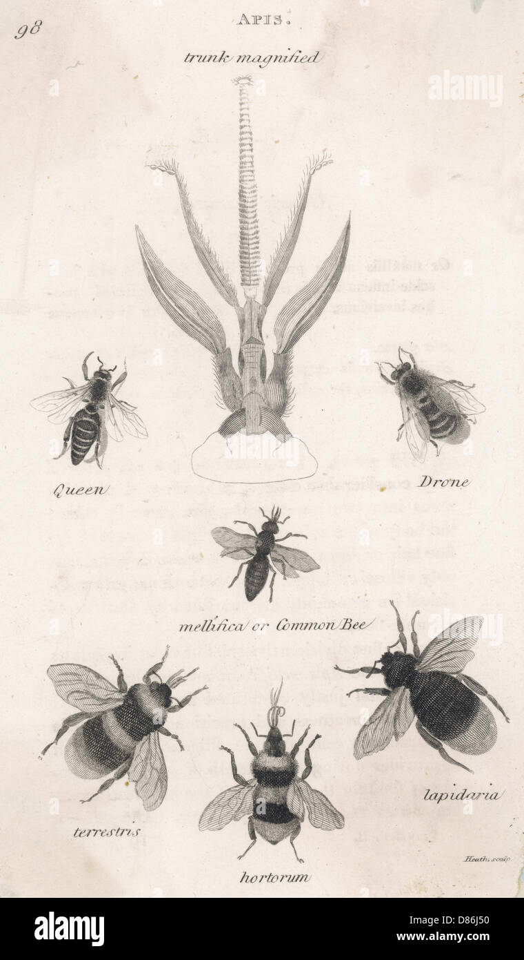 Insects - Bee Stock Photo - Alamy