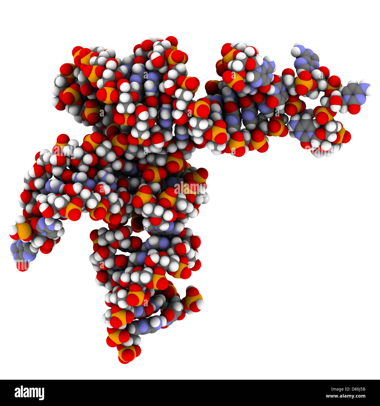 Transfer RNA (tRNA, Leucyl-tRNA) molecule from the bacterium E. coli ...