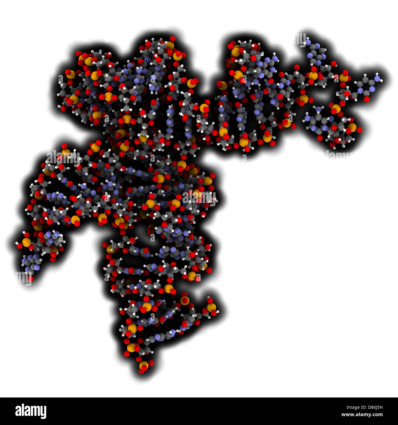 Transfer Rna Structure Transfer Rna Structure