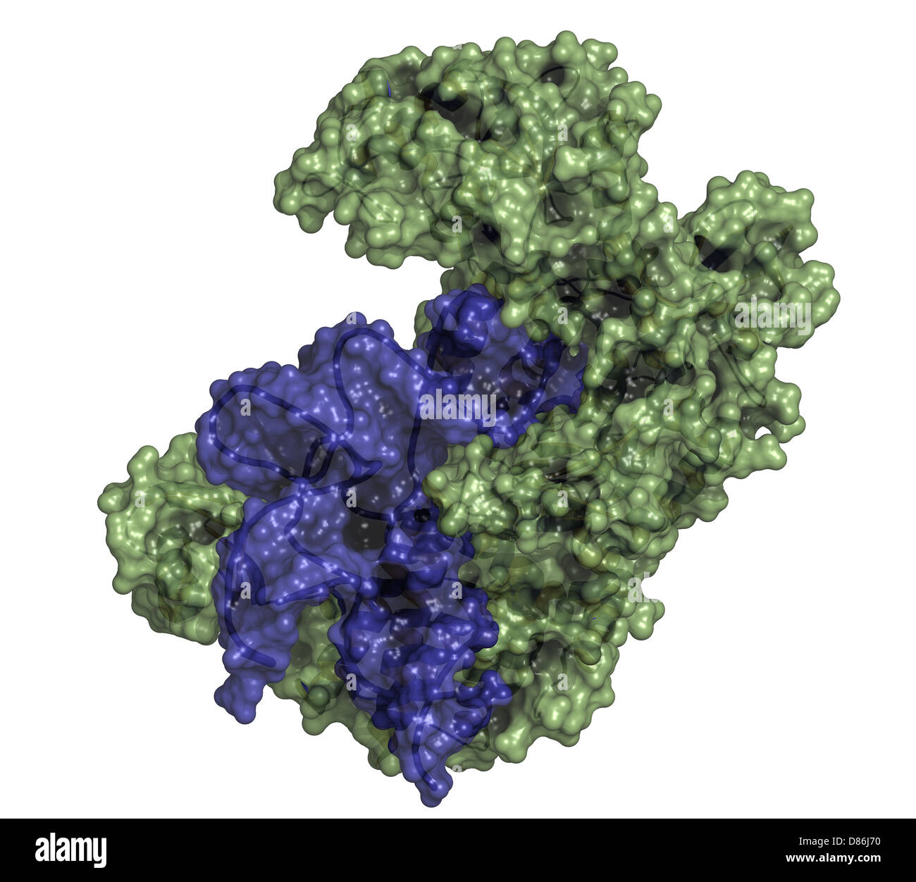 Transfer RNA (tRNA, Leucyl-tRNA) bound to leucyl-tRNA synthetase from ...