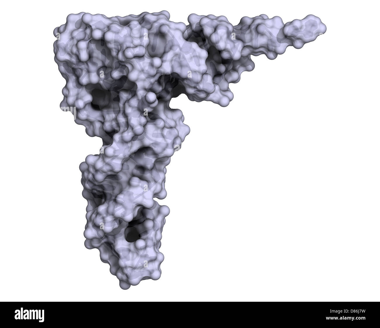 Transfer RNA (tRNA, phenylalanyl-tRNA) molecule from yeast, crystal ...