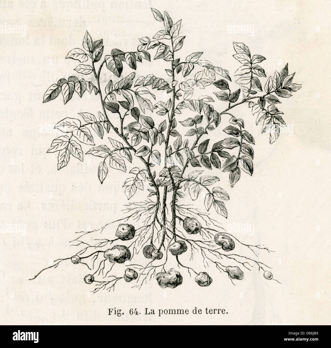 POTATO PLANT 19C Stock Photo - Alamy