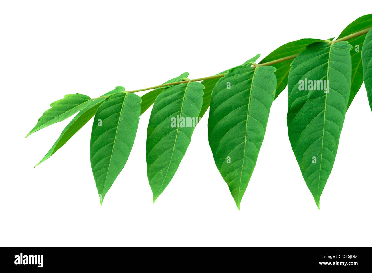 Tree branch with leaves cutout hi-res stock photography and images - Alamy