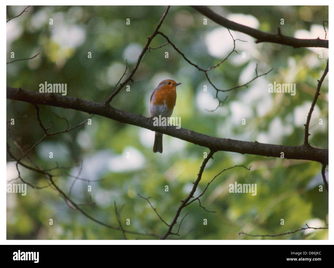 Suburban birds hi-res stock photography and images - Alamy