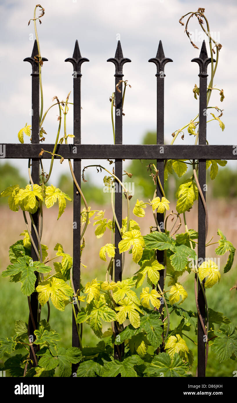 Climbing Humulus or hop growing on steel fence Stock Photo - Alamy