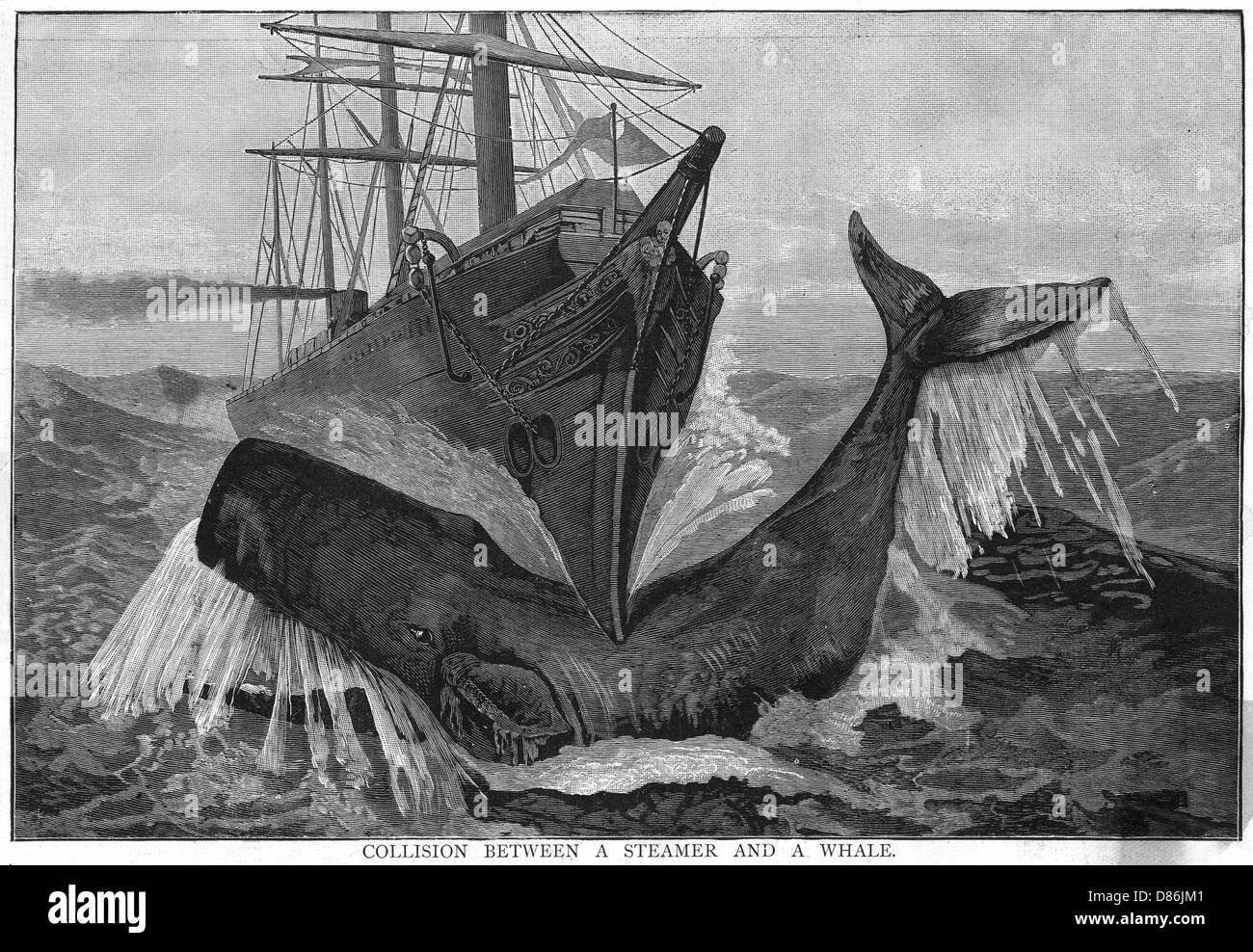 Collision Whale Ship Stock Photo - Alamy