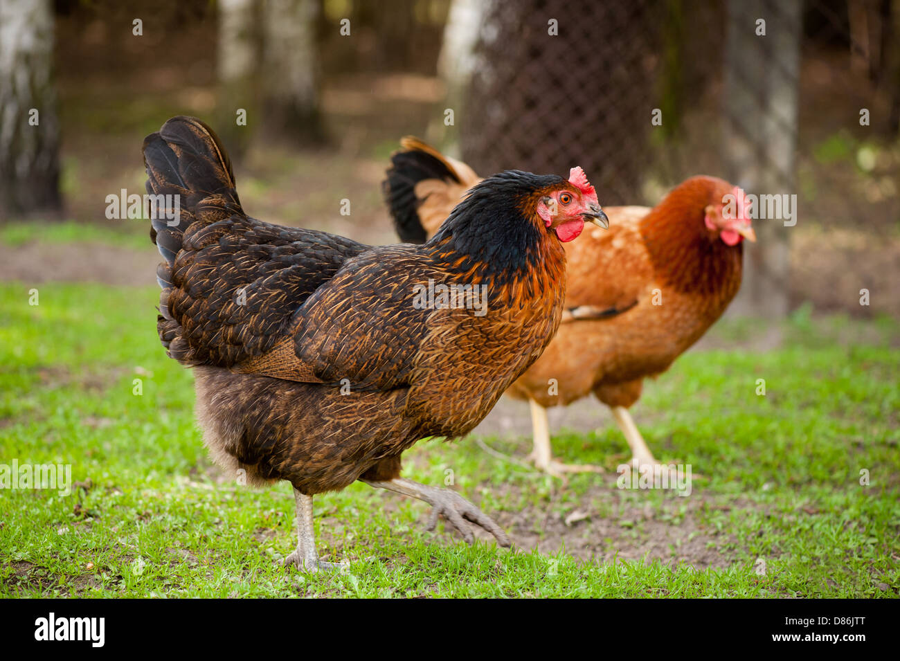 Two red hens hi-res stock photography and images - Alamy