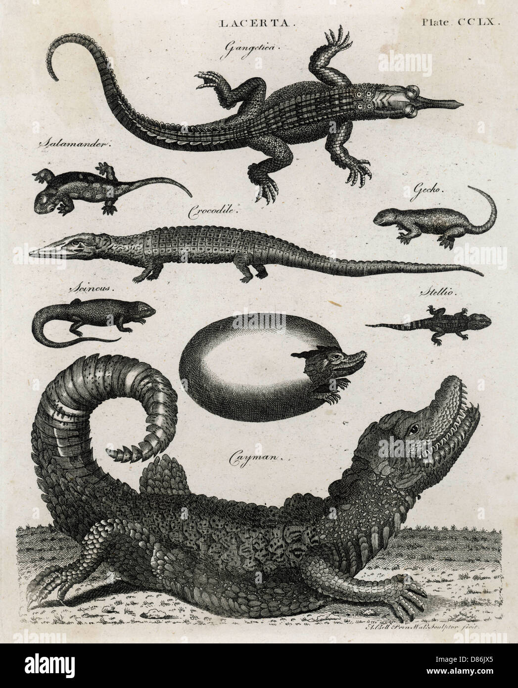 Gecko egg hatching hi-res stock photography and images - Alamy