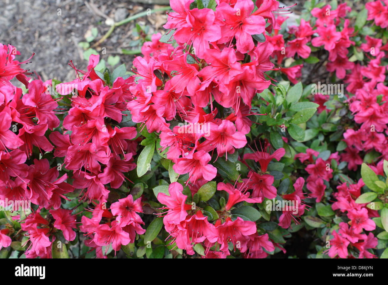 Evergreen azalea hi-res stock photography and images - Alamy