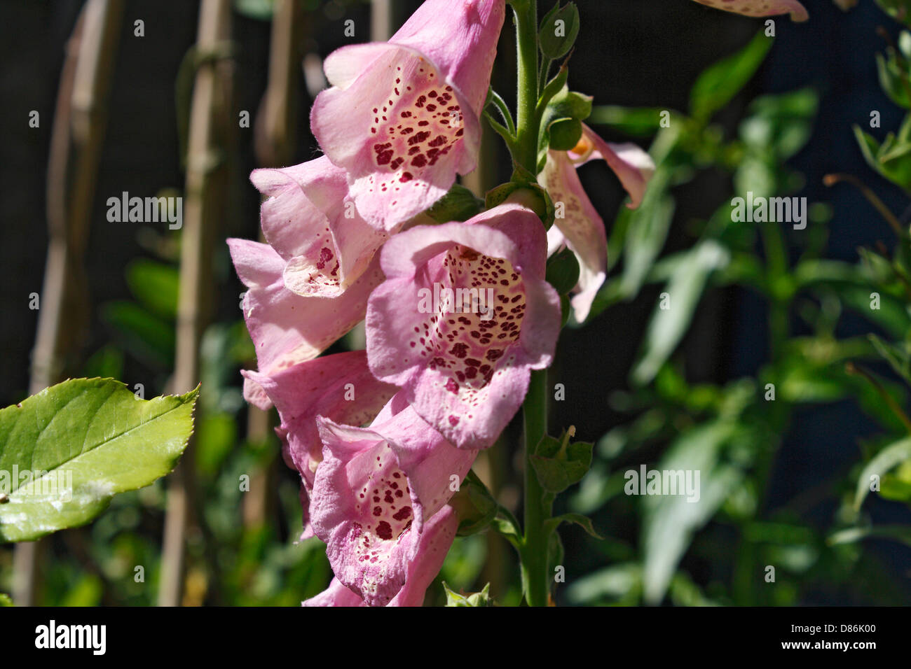 Foxglove, Digitalis purpurea wild flowers Stock Photo - Alamy