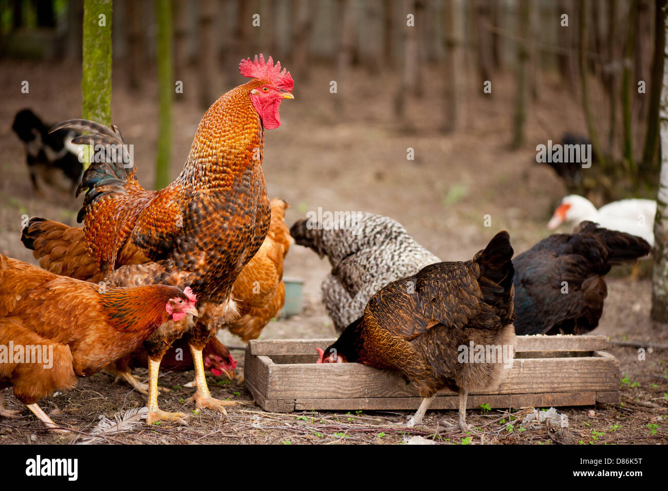 Rhode Island Red chickens eating from feeder Stock Photo - Alamy