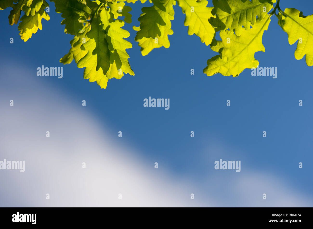 Oak leaf clusters hi-res stock photography and images - Alamy