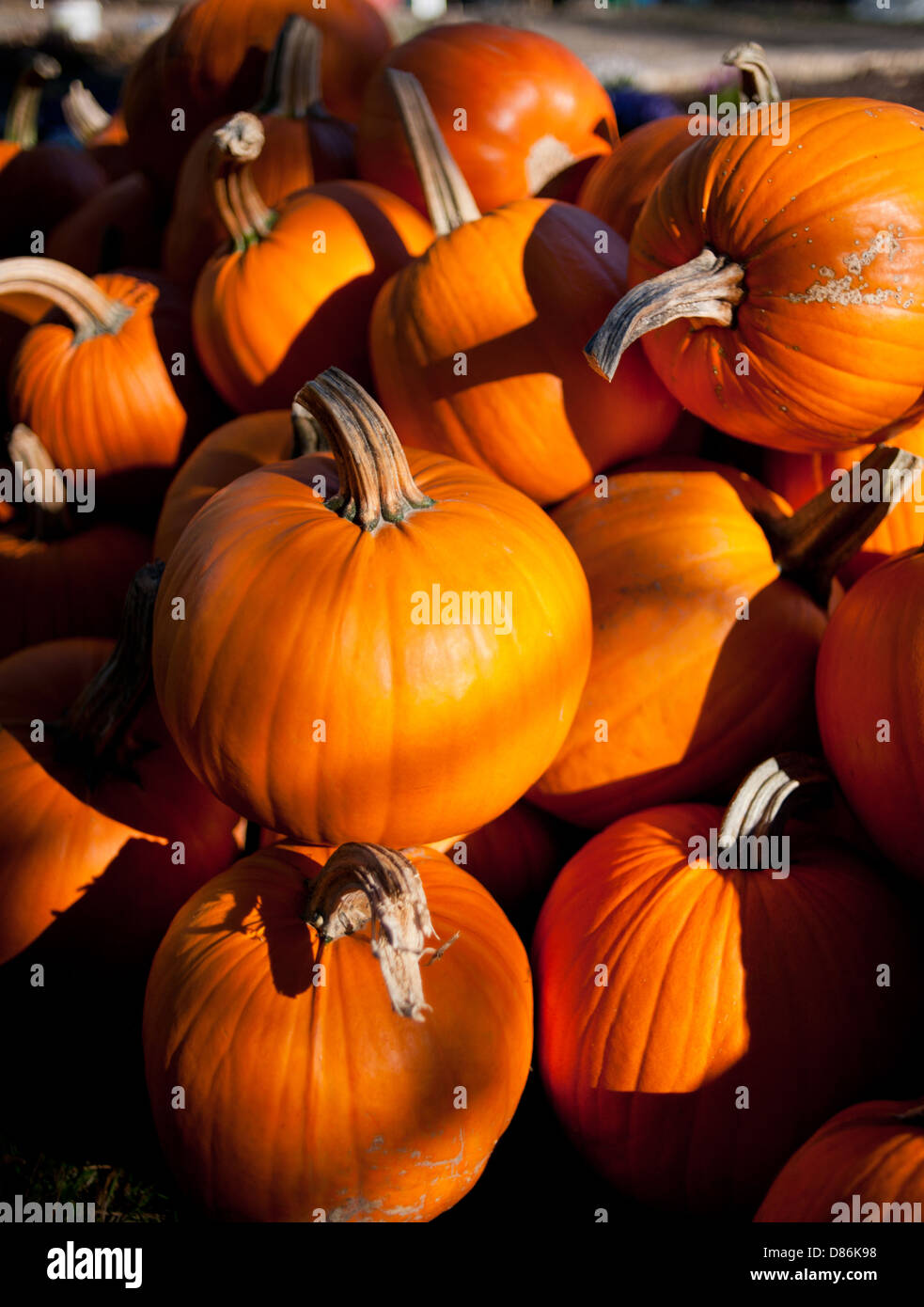 traditional pumpkins for Halloween holiday Stock Photo - Alamy